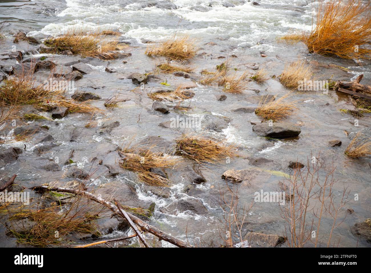 Strong river current with lots of rocks and shrubs in winter Stock ...