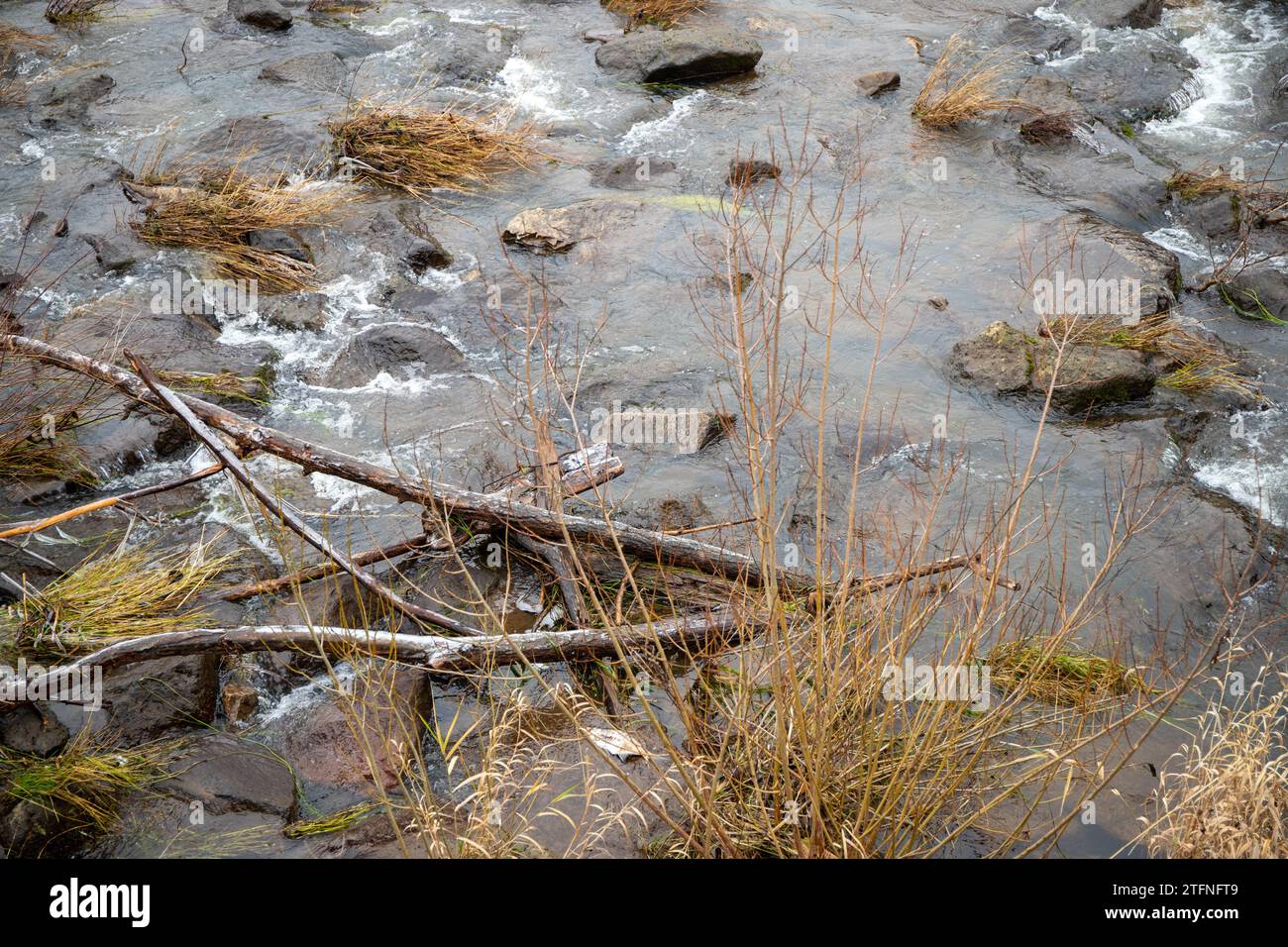 Strong river current with lots of rocks and shrubs in winter Stock ...