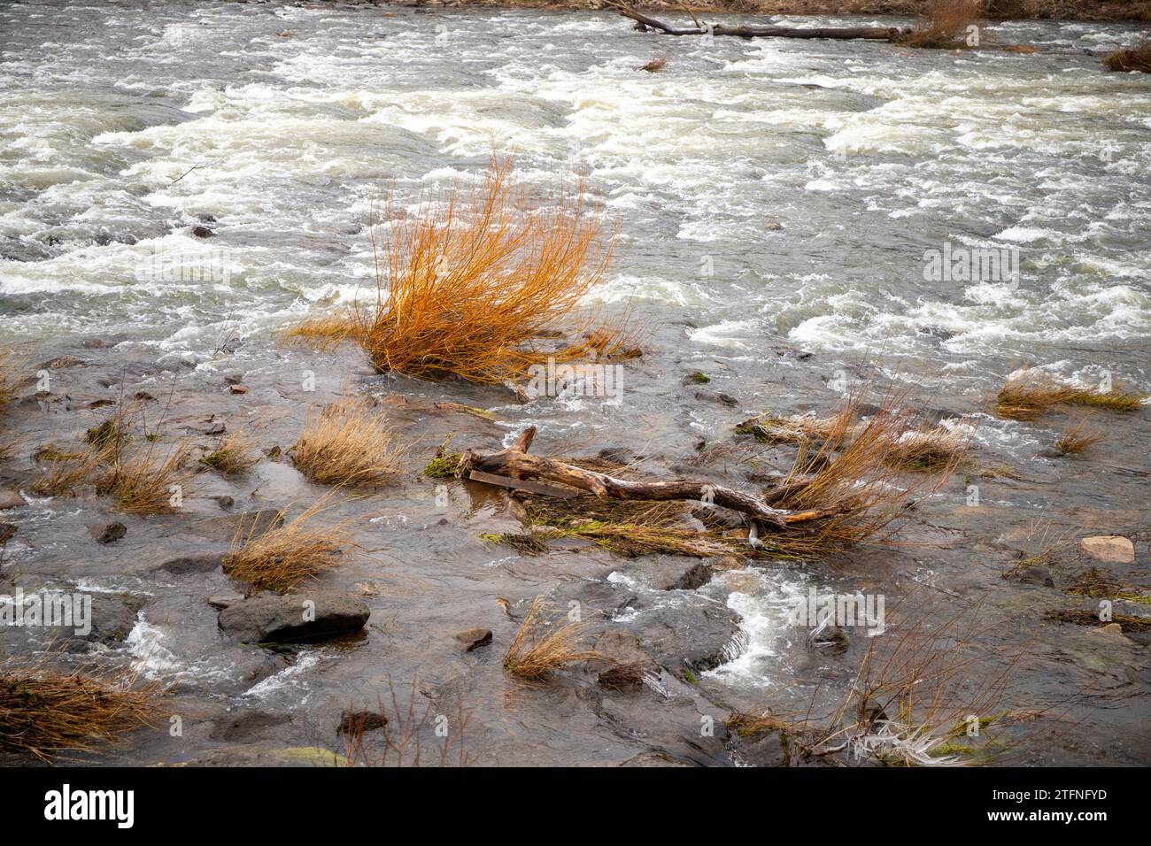 Strong river current with lots of rocks and shrubs in winter Stock ...