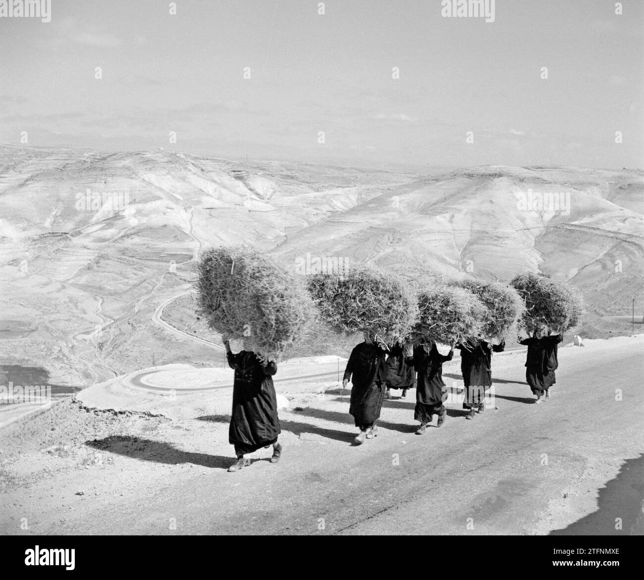 (original caption) Jordanian women carry firewood on their heads on a ...