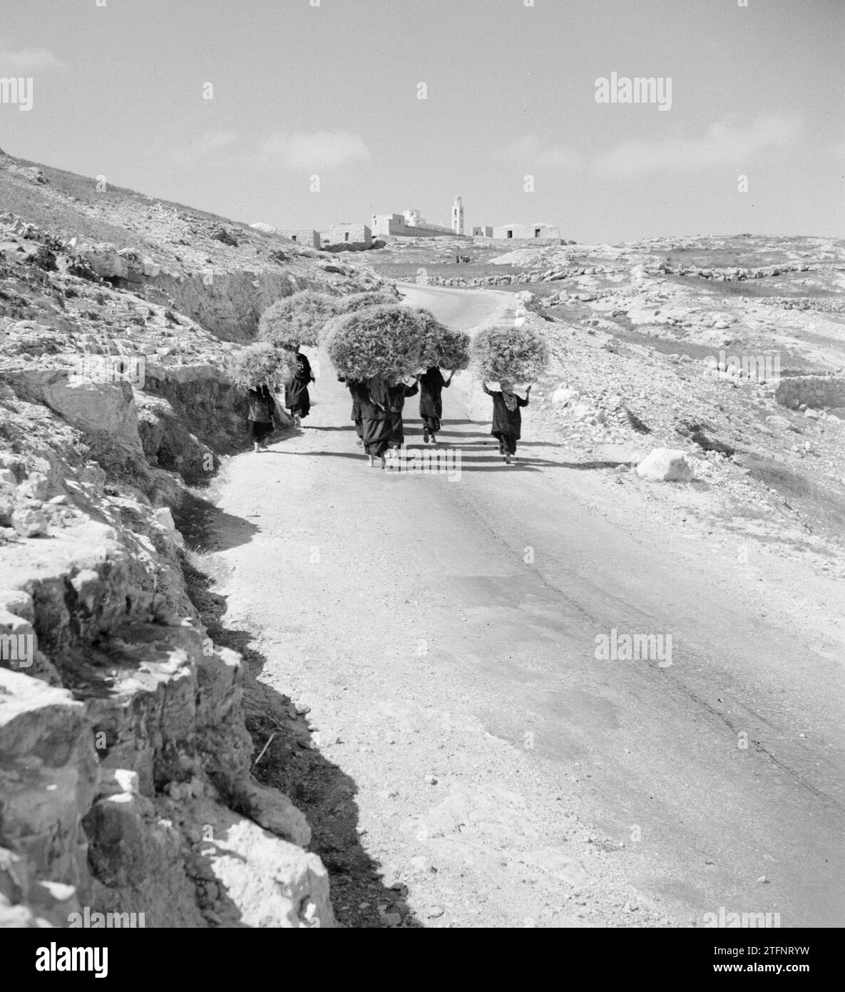 (original caption) Jordanian women carry firewood on their heads on a ...