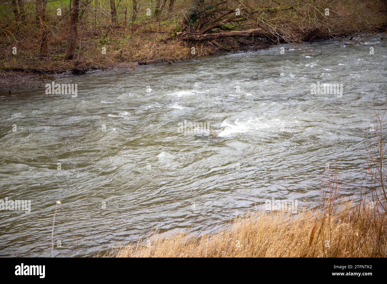 Strong river current with lots of rocks and shrubs in winter Stock ...