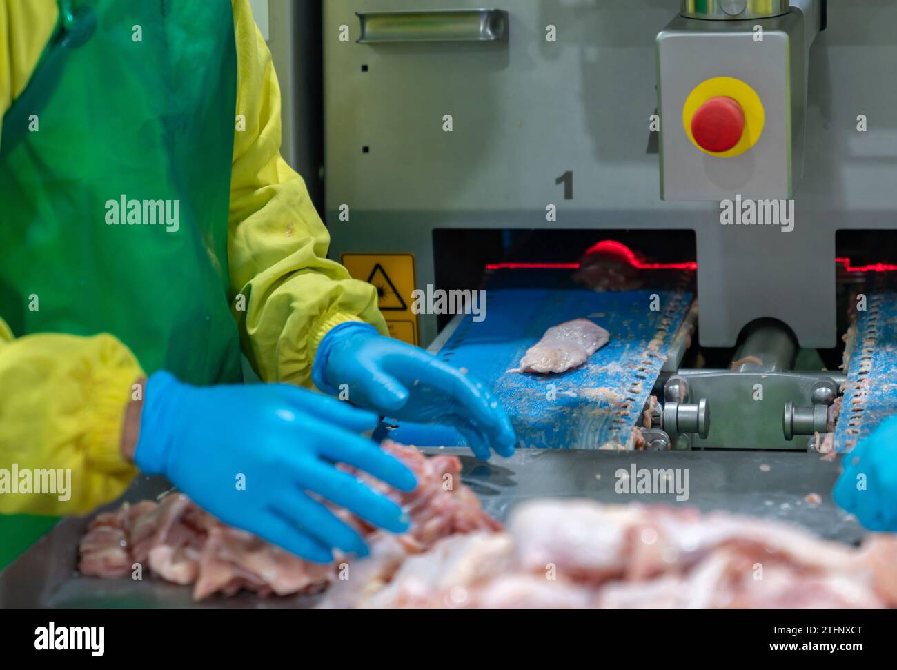 Worker load chicken meat on conveyor belt to auto cutting machine by ...