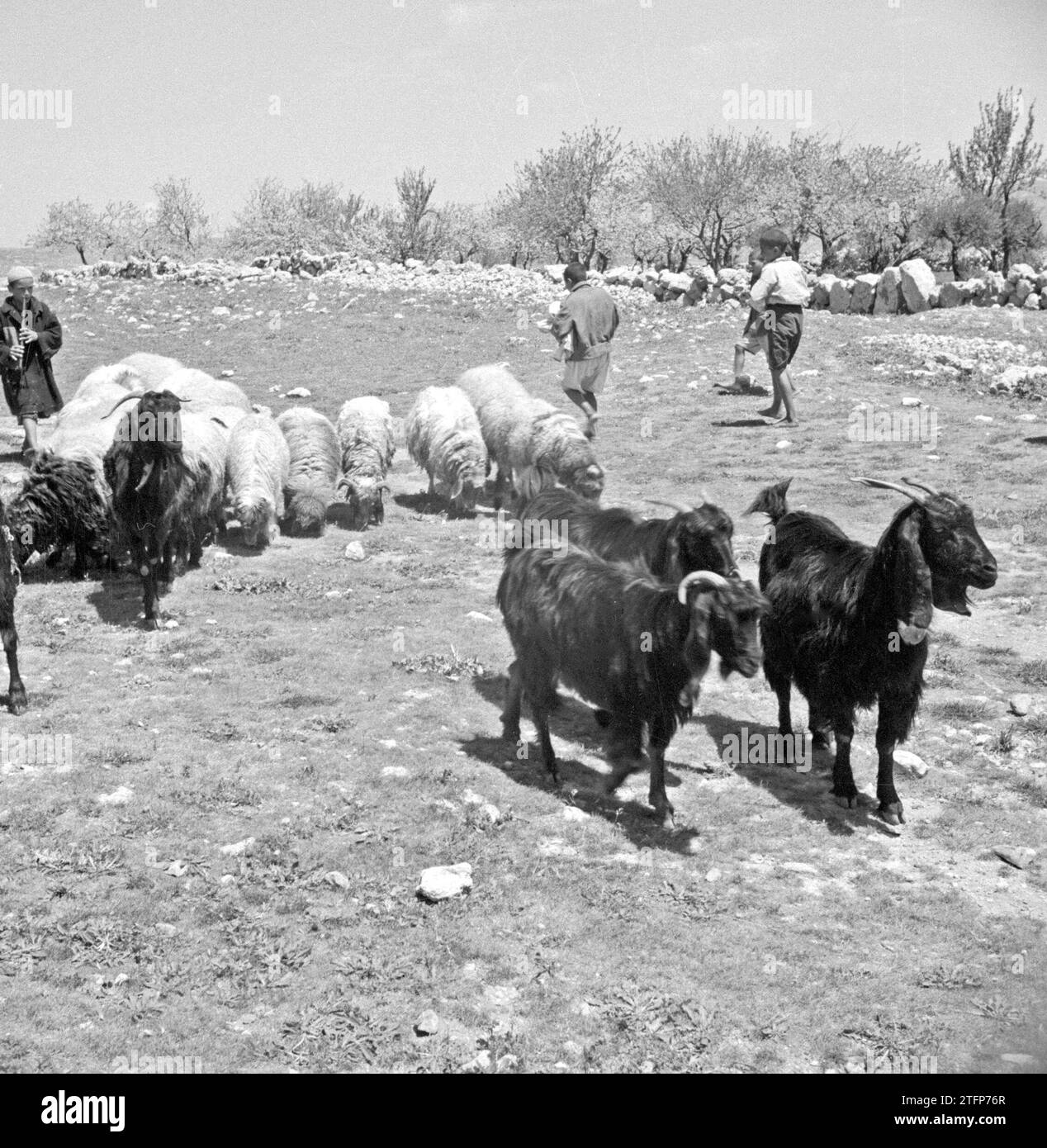 Bethlehem bedouin hi-res stock photography and images - Alamy