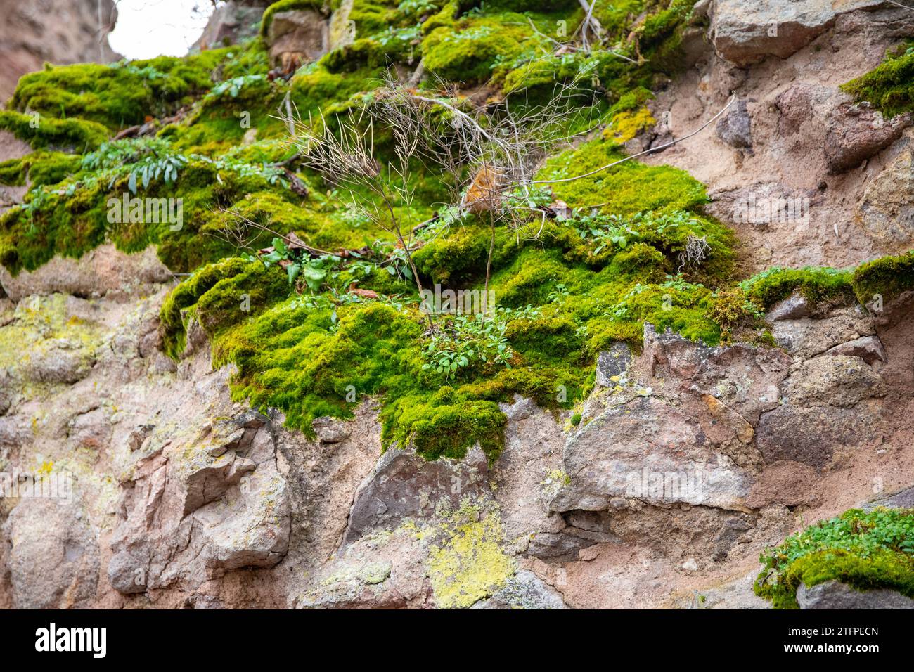 Moss and plants on an old castle wall Stock Photo - Alamy