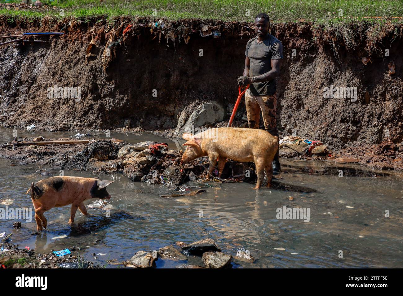 Pigs walking to a man cleaning a sewer river running through Kibera Sum ...