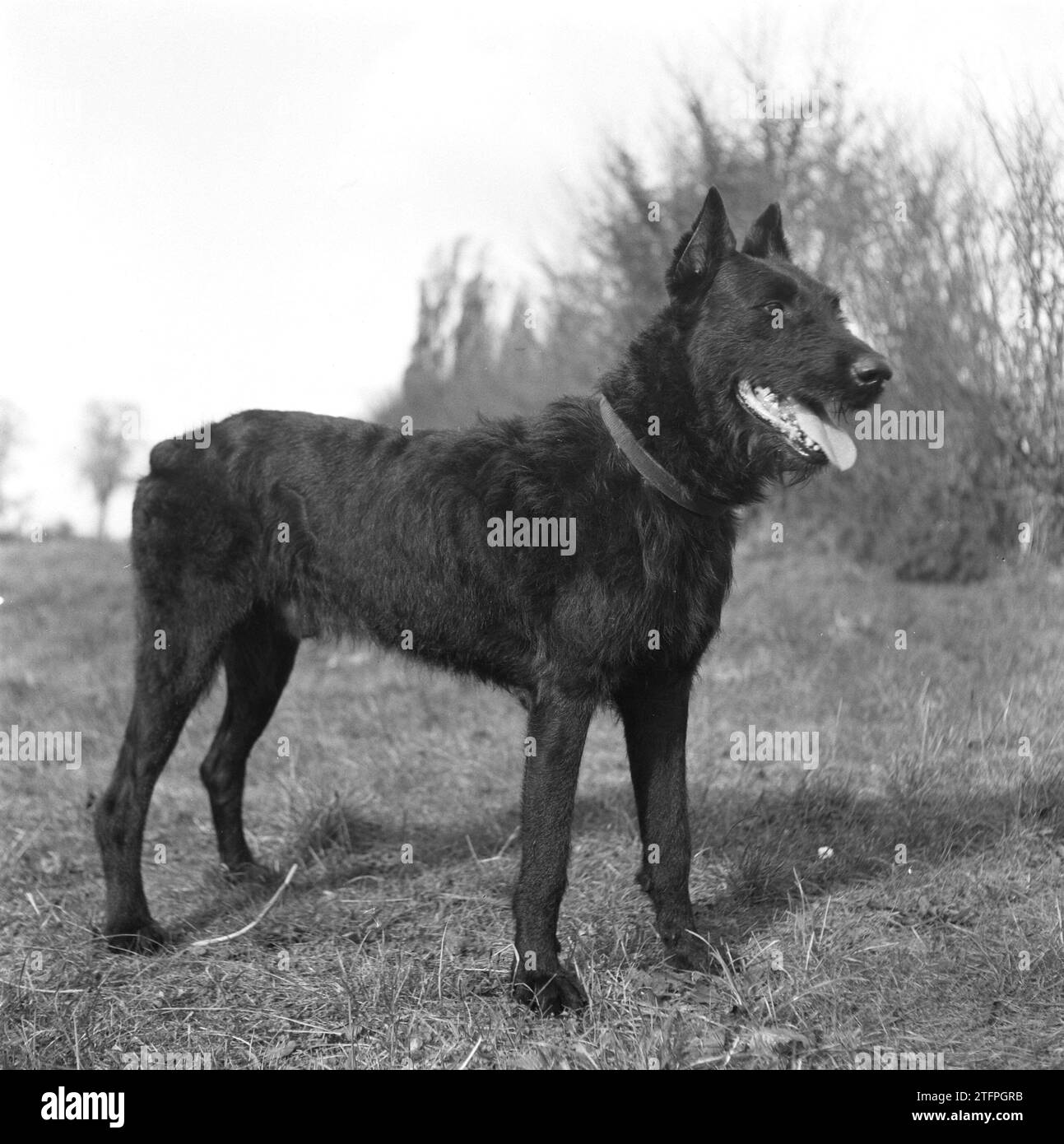 1960s dutch police hi-res stock photography and images - Alamy