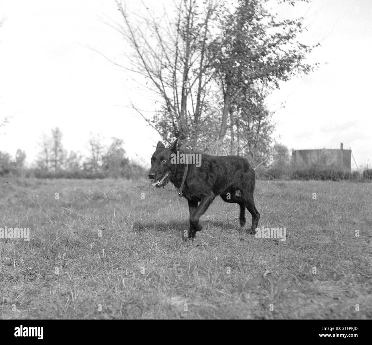 1940s police dog hi-res stock photography and images - Alamy