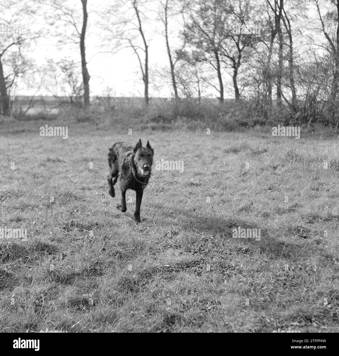 1940s police dog hi-res stock photography and images - Alamy