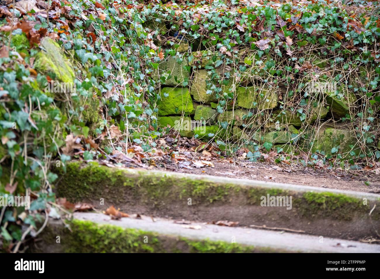 mossy and overgrown stone staircase in winter Stock Photo - Alamy