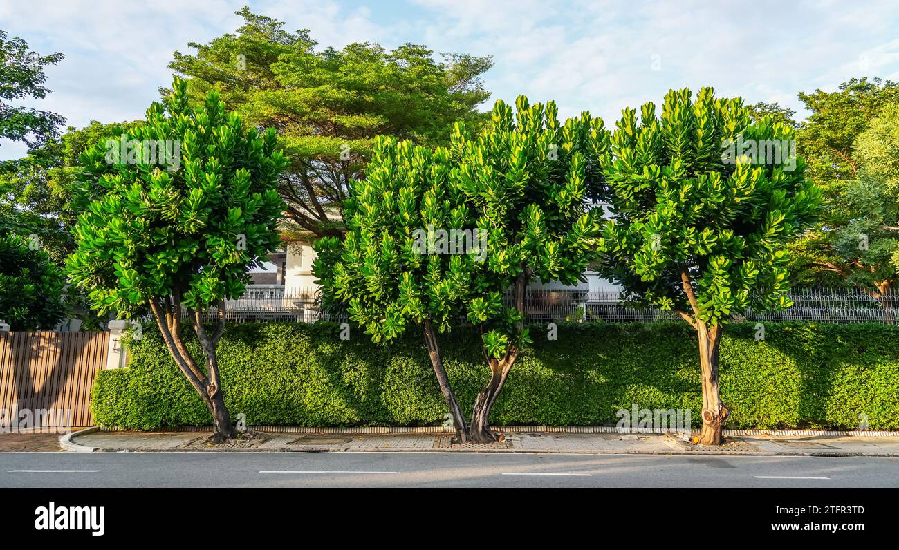 Well groomed trees hi-res stock photography and images - Alamy