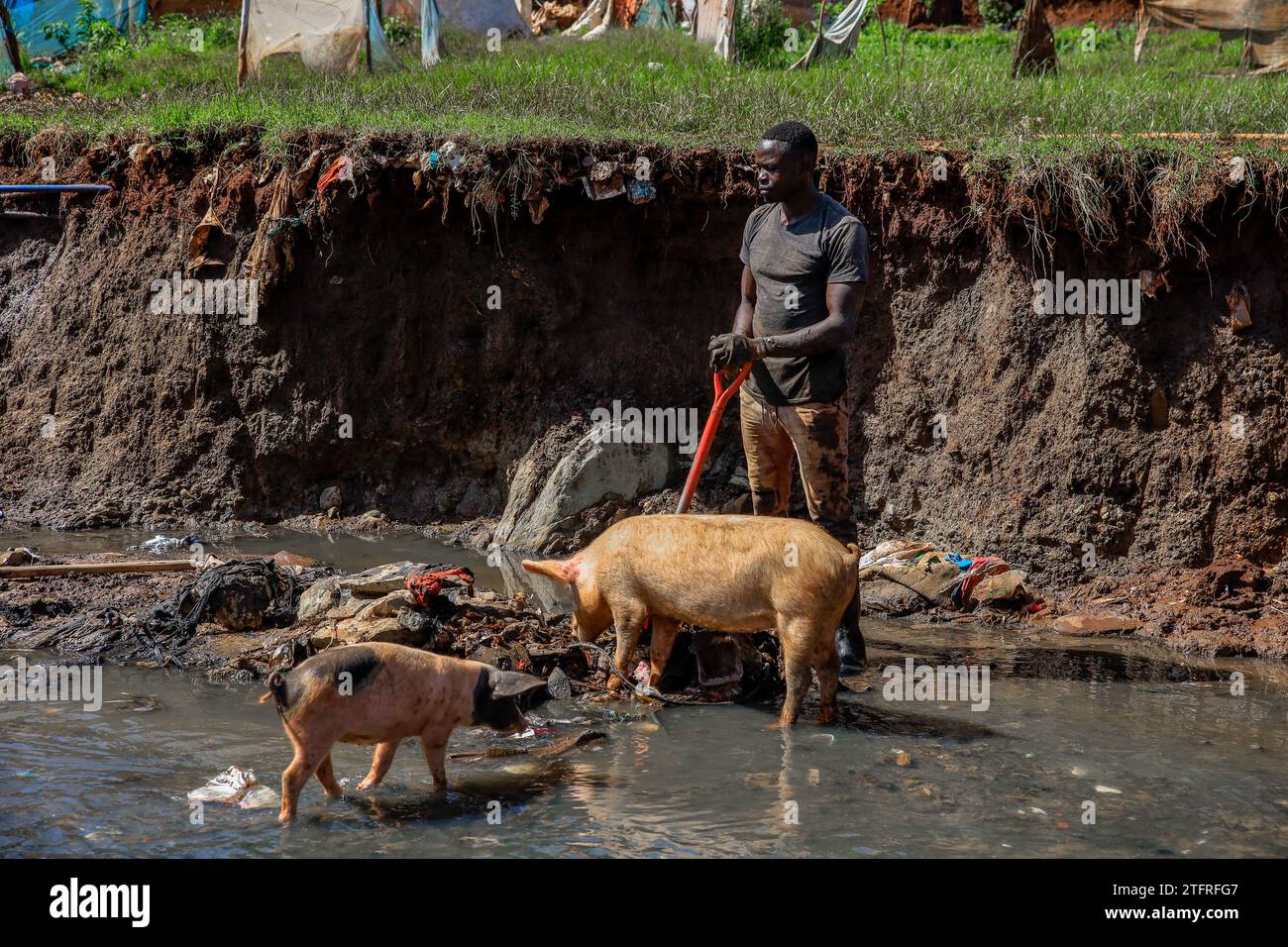 Pigs walking to a man cleaning a sewer river running through Kibera Sum ...