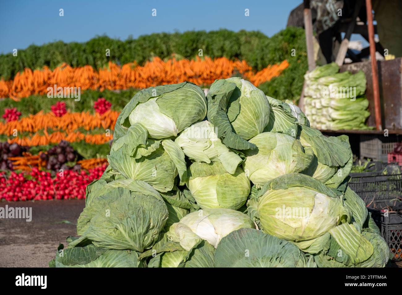 cabbage for sale which harvested from his farm and freshly presented ...