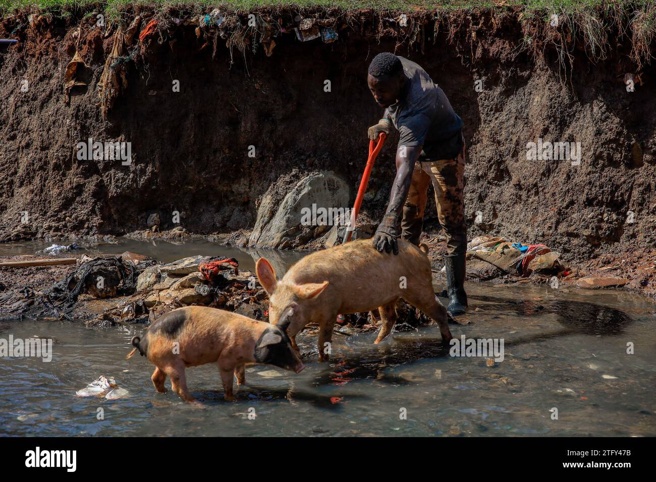 Pigs walking to a man cleaning a sewer river running through Kibera Sum in Nairobi, Kenya. A ...