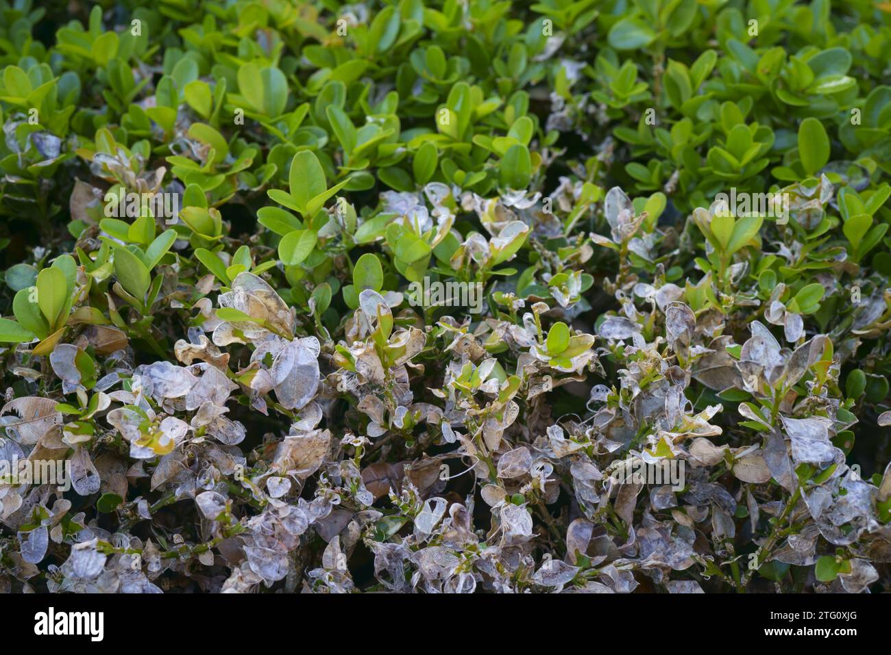 Box blight hi-res stock photography and images - Alamy