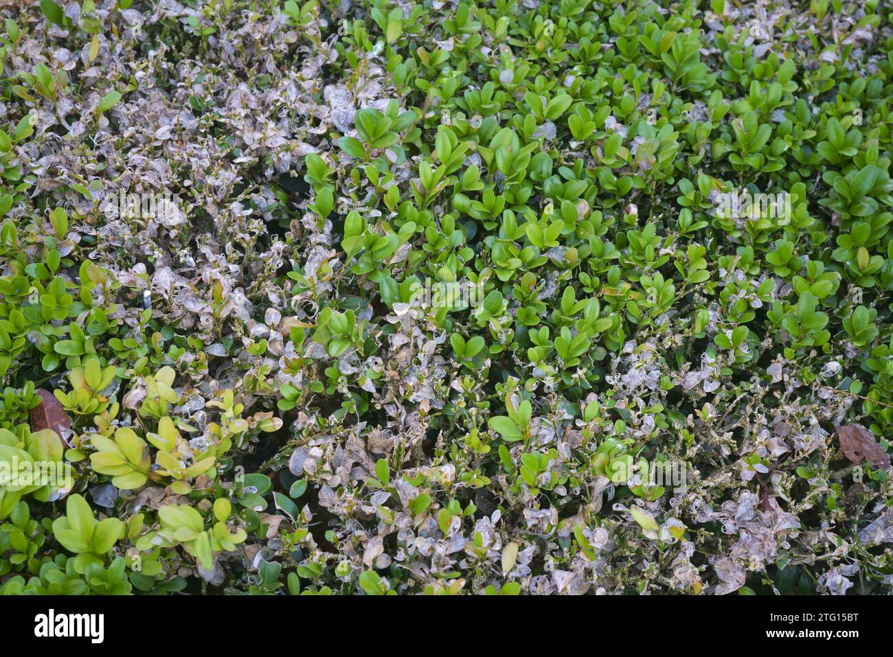 Box blight hi-res stock photography and images - Alamy