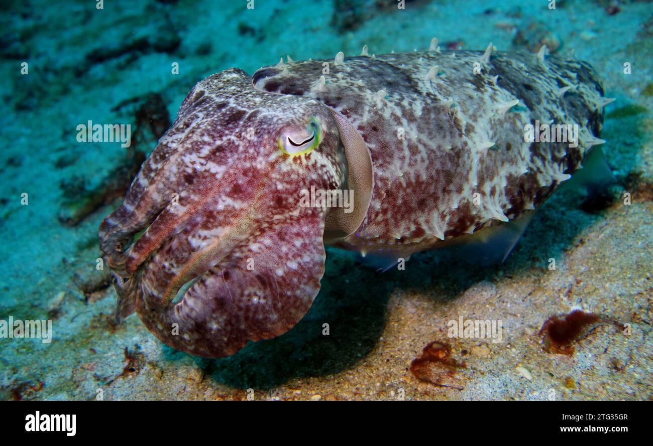 Atlantic giant squid hi-res stock photography and images - Alamy
