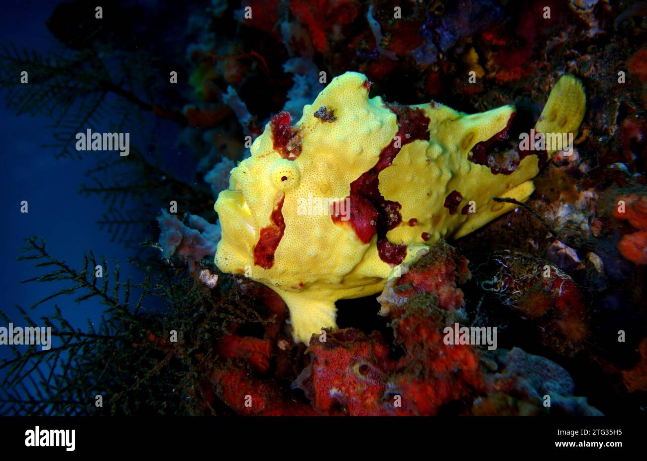 Yellow frog fish hi-res stock photography and images - Alamy