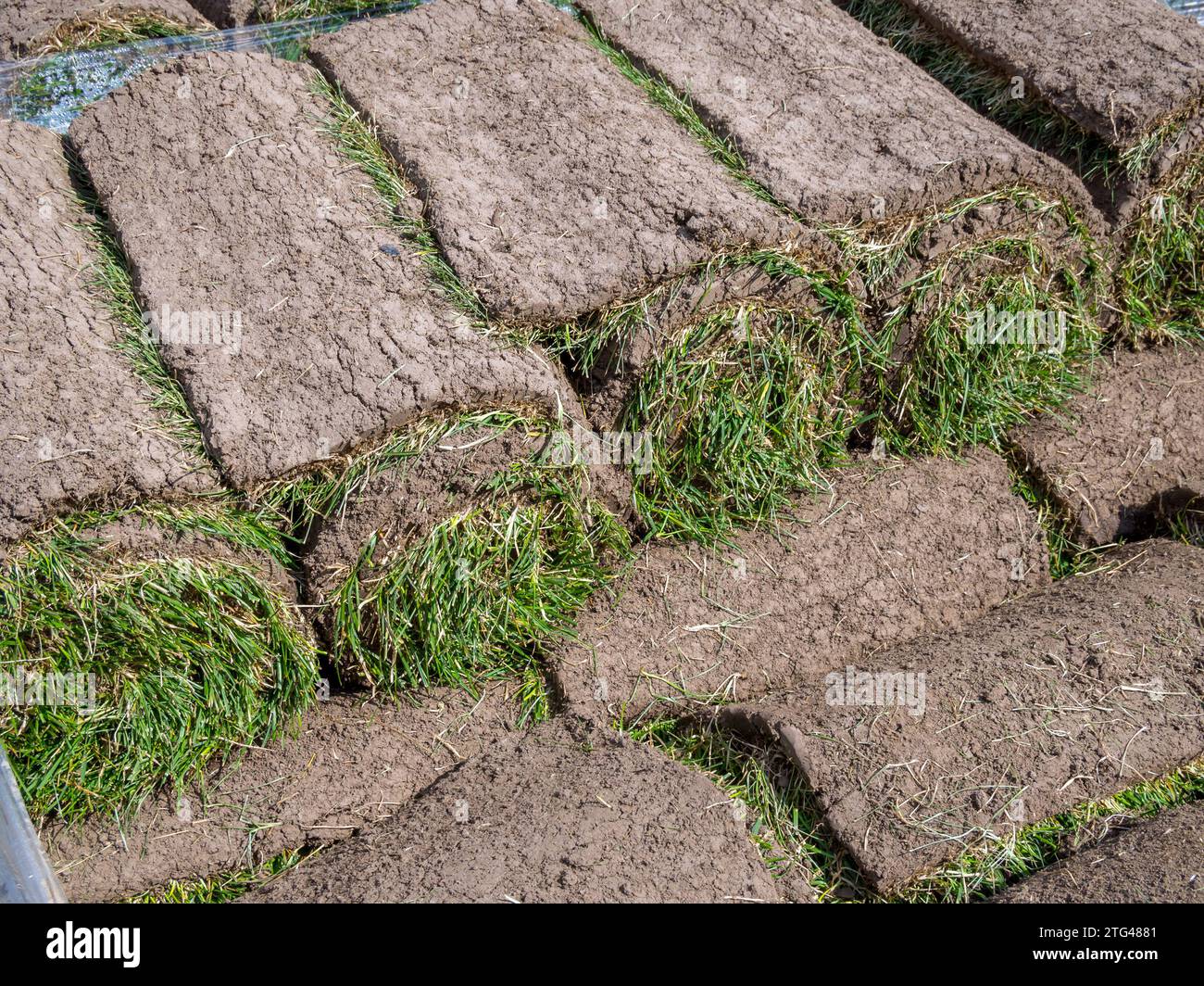 Laying sod roll out hi-res stock photography and images - Alamy