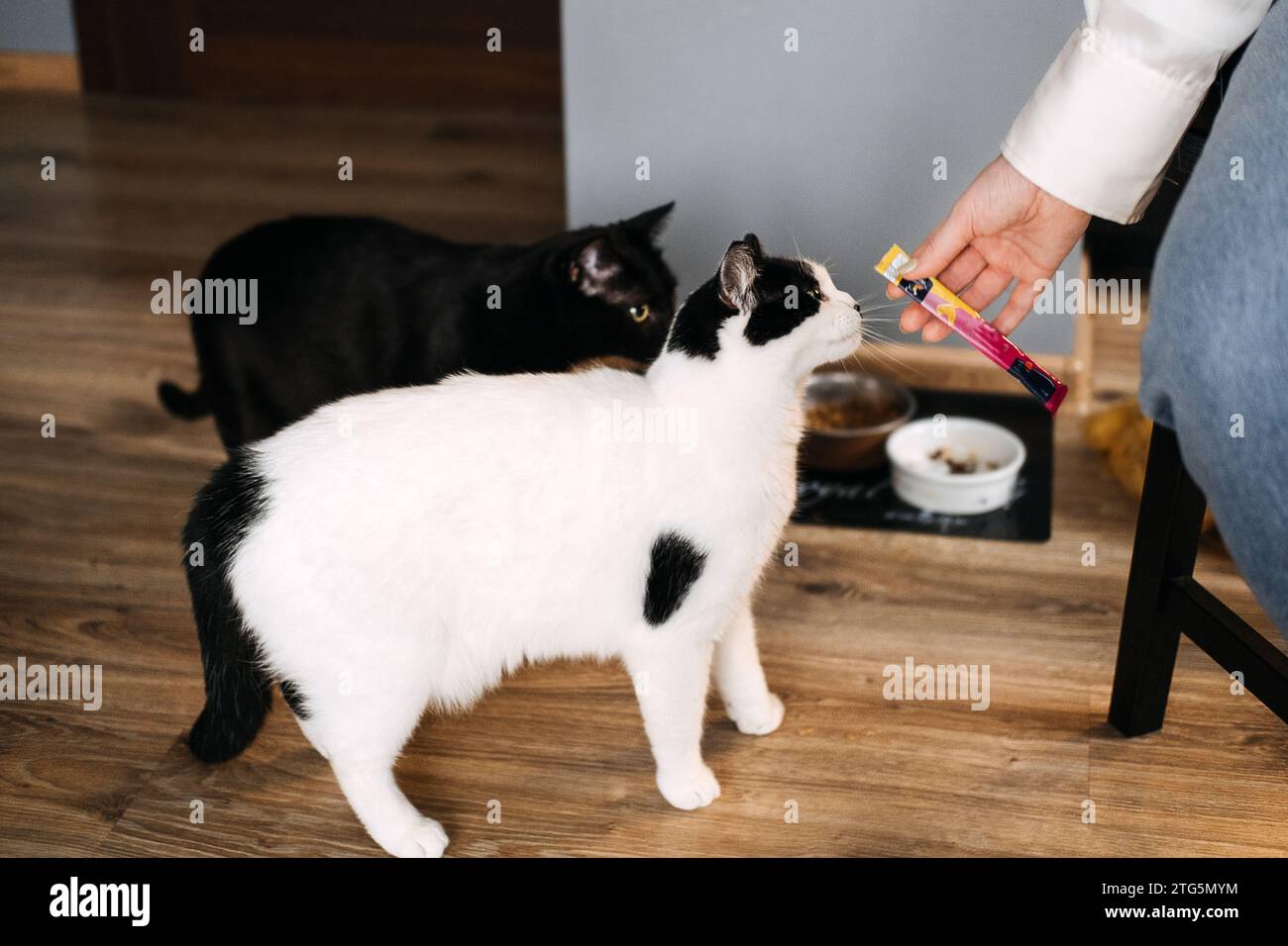 Two Cats Being Fed by Hand in a Home. A person's hand offering a treat ...