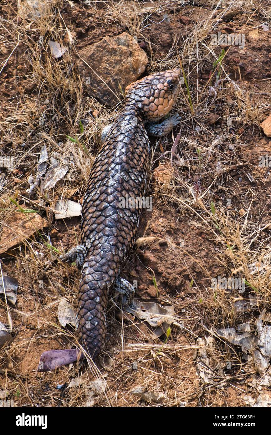 Bobtail lizard hi-res stock photography and images - Alamy