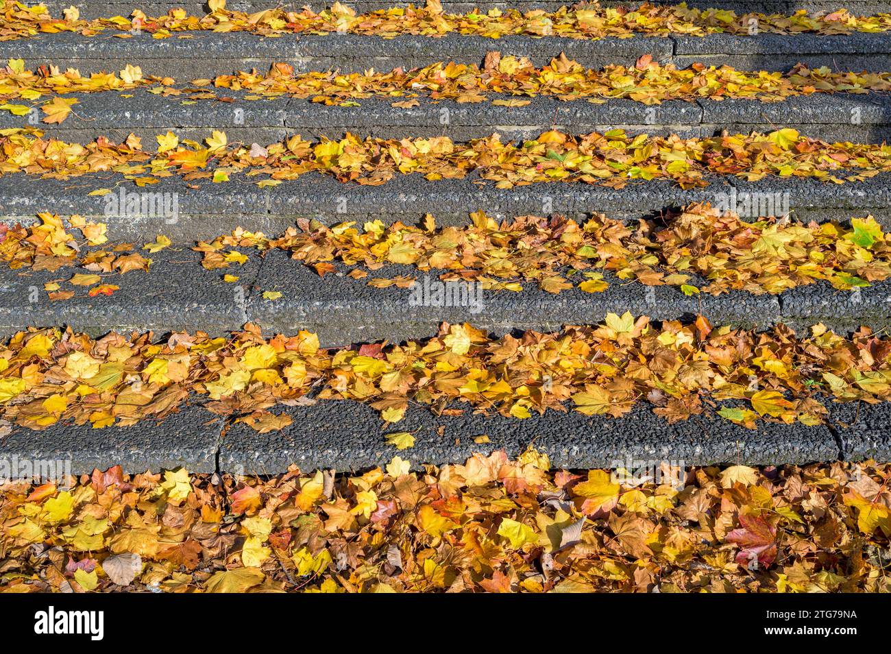 Autumn leaves fallen on to steps Stock Photo - Alamy
