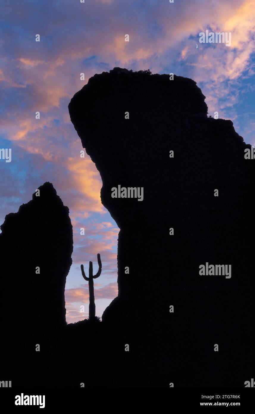 A lone saguaro is sheltered by volcanic cliffs, Lost Dutchman State ...