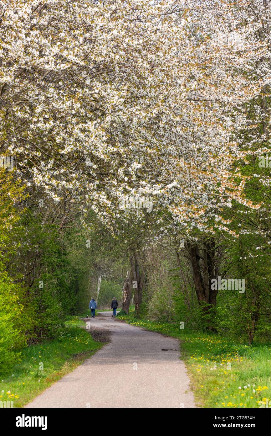 Abundant spring flowering framing a cycle path Stock Photo - Alamy