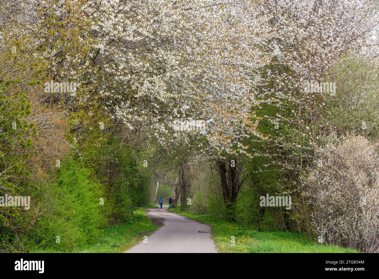 Abundant spring flowering framing a cycle path Stock Photo - Alamy