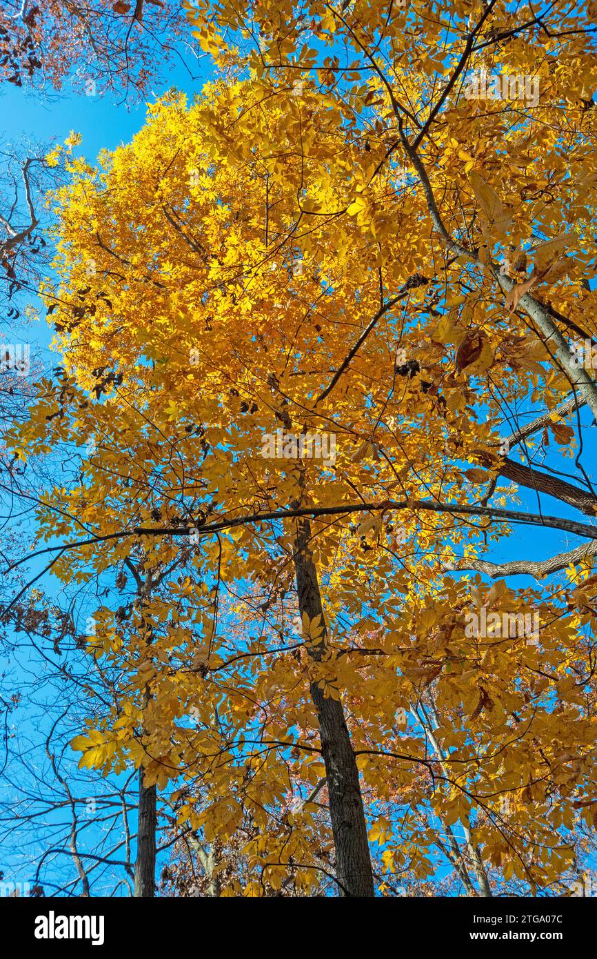 Yellow Leaves Bursting Through the Forest in Crabtree Nature Preserve ...