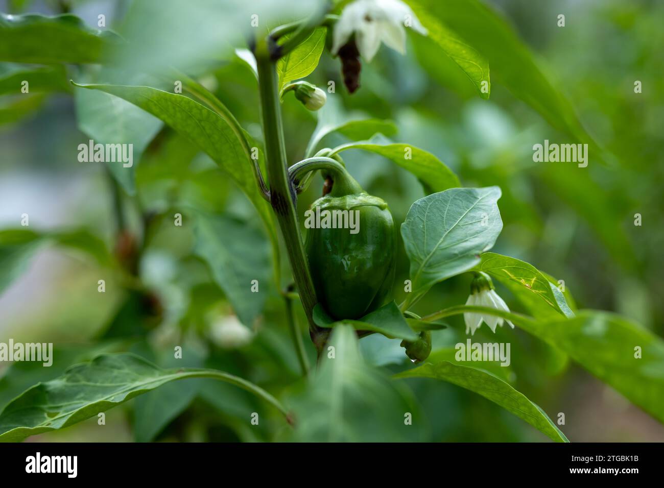 Paprila hi-res stock photography and images - Alamy