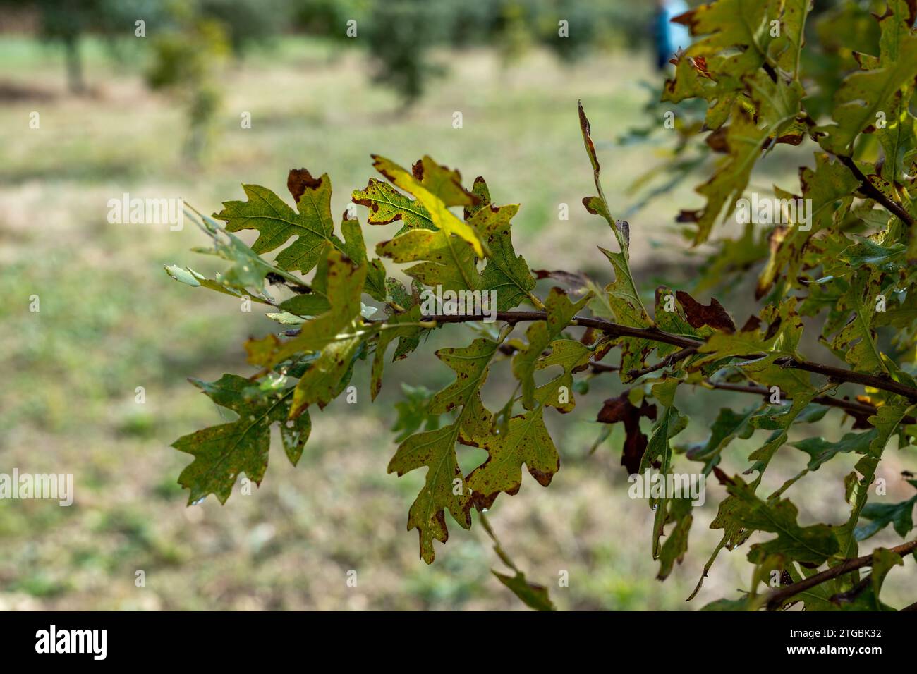 Truffle farm, cultivation of black winter Perigord truffles mushrooms ...