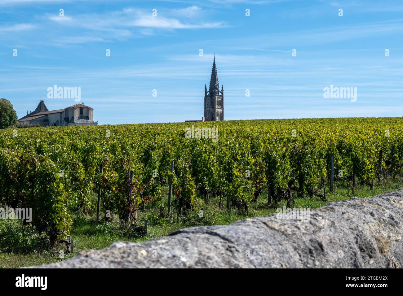 Vineyards near St. Emilion town, production of red Bordeaux wine ...