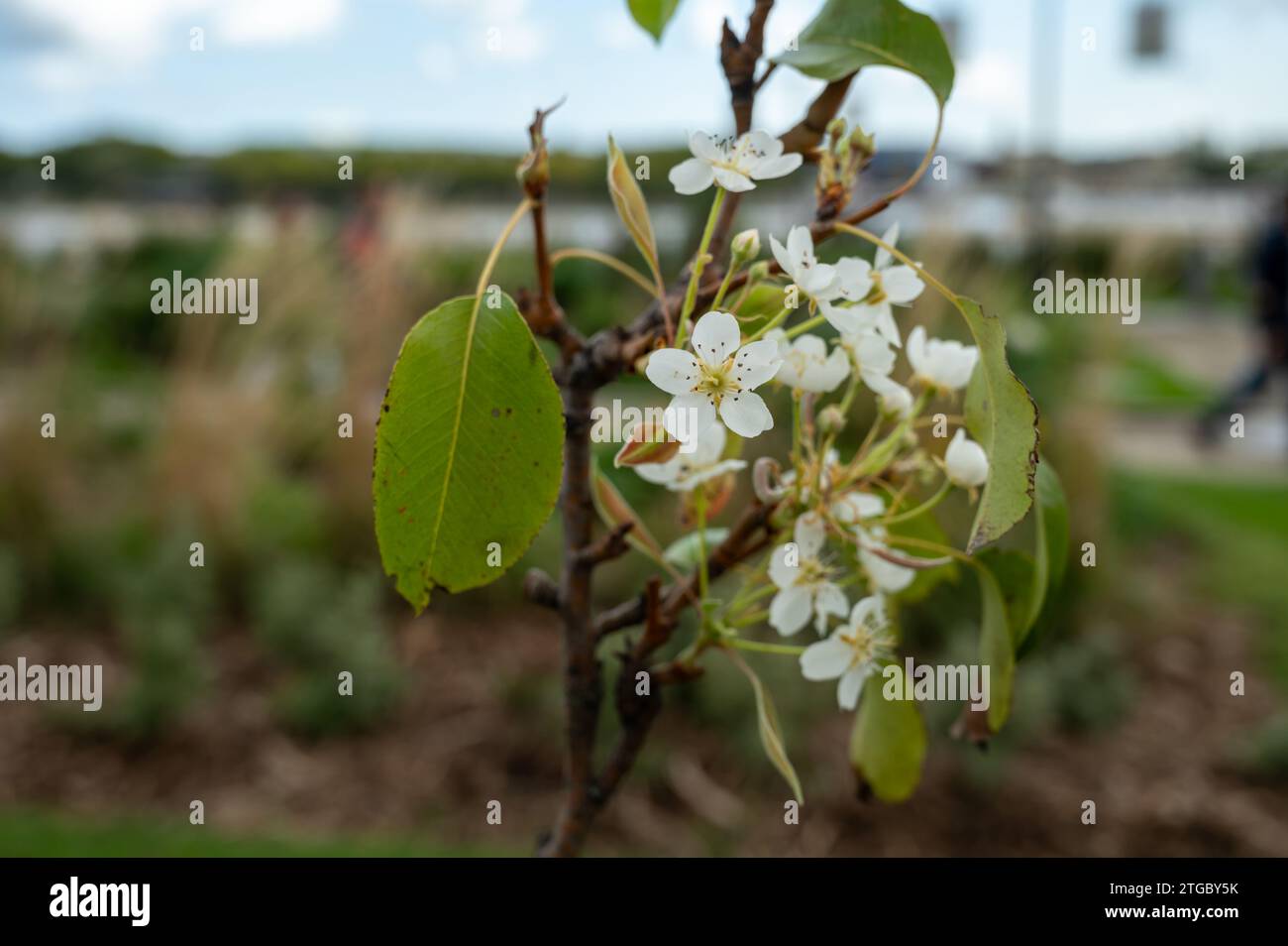 Spring white blossom of pear trees in town orchards, embarkment of ...