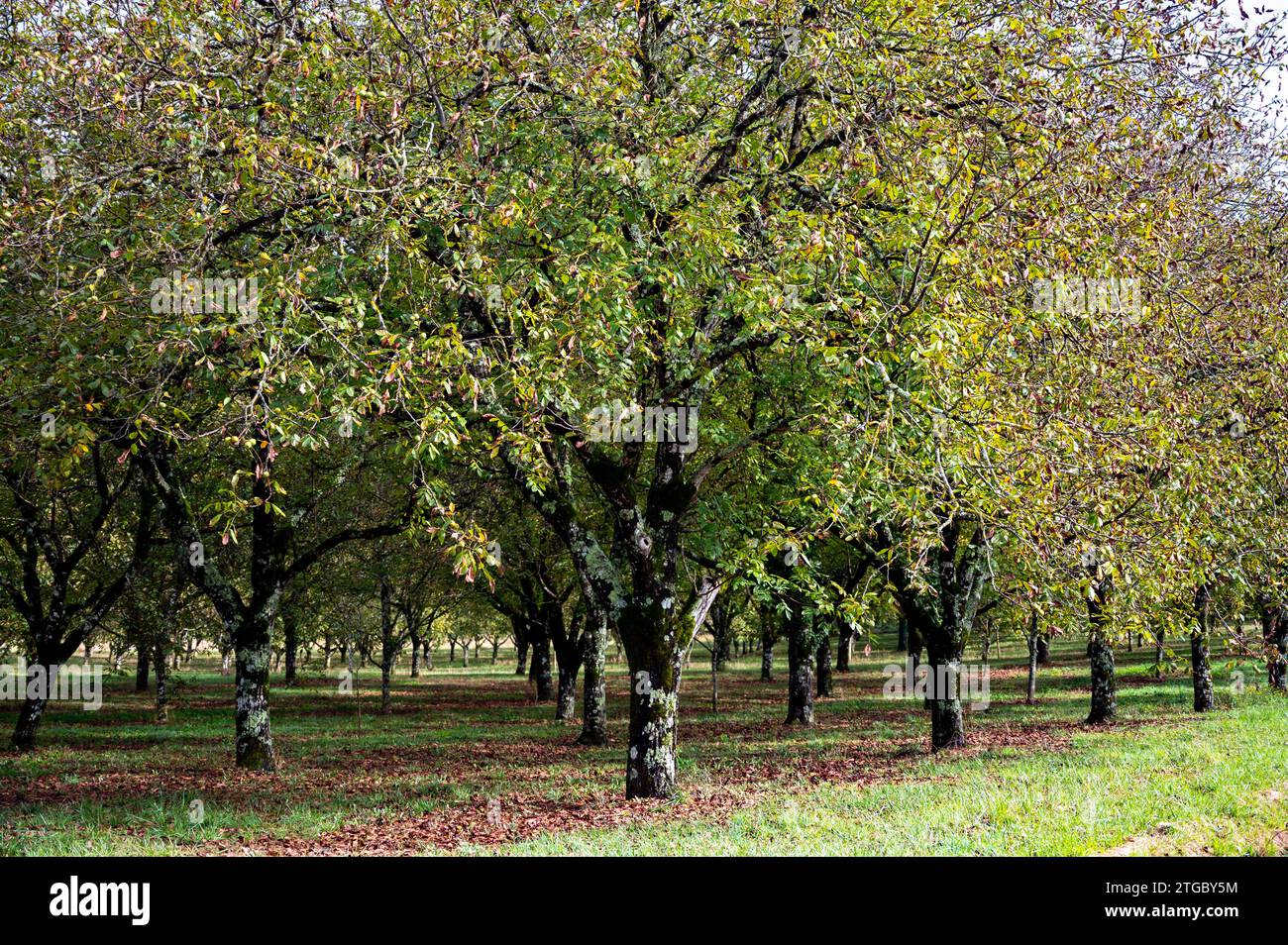 Plantation of high-quality PDO certified walnuts trees in Perigord ...