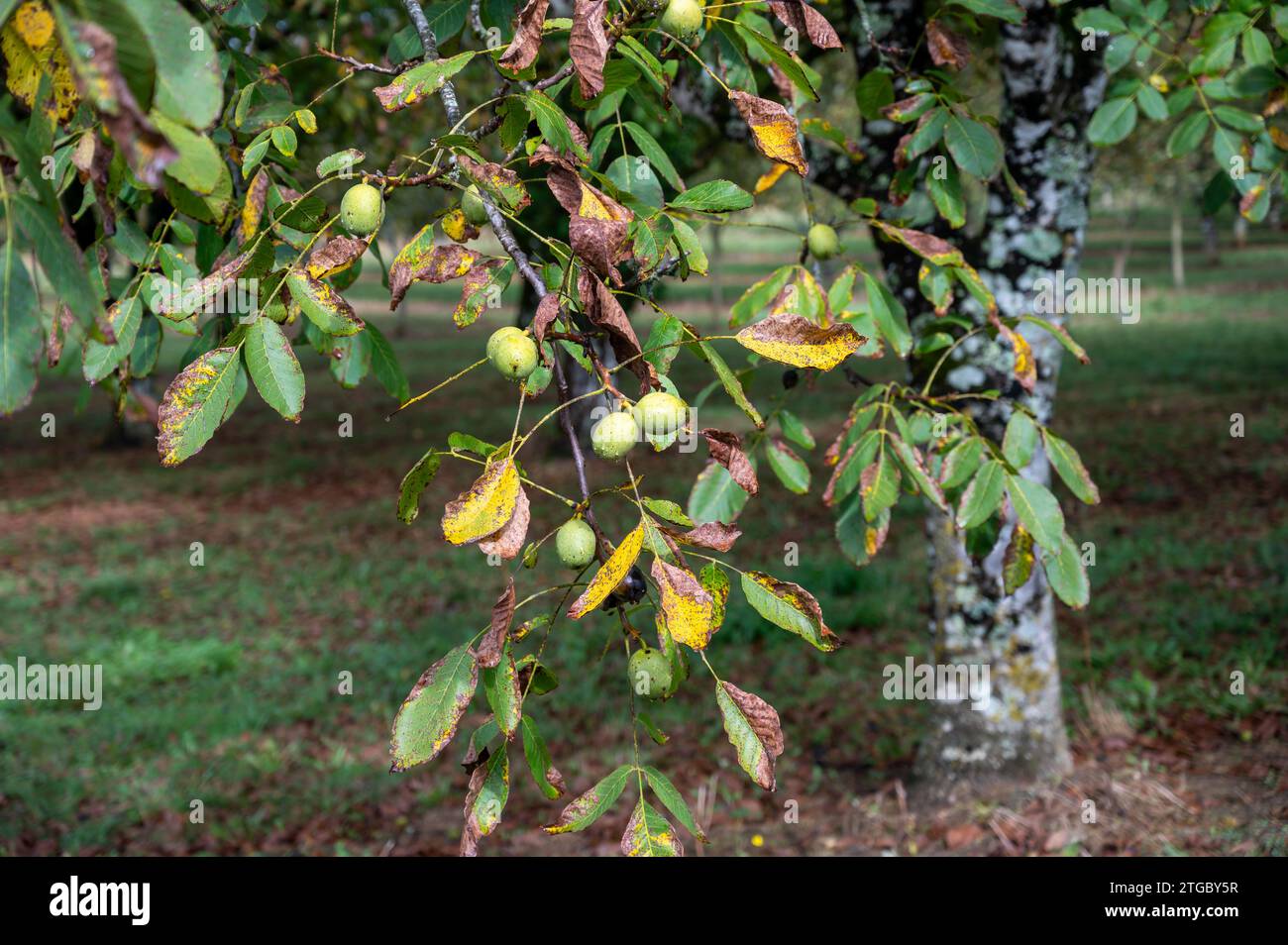 Plantation of high-quality PDO certified walnuts trees in Perigord ...