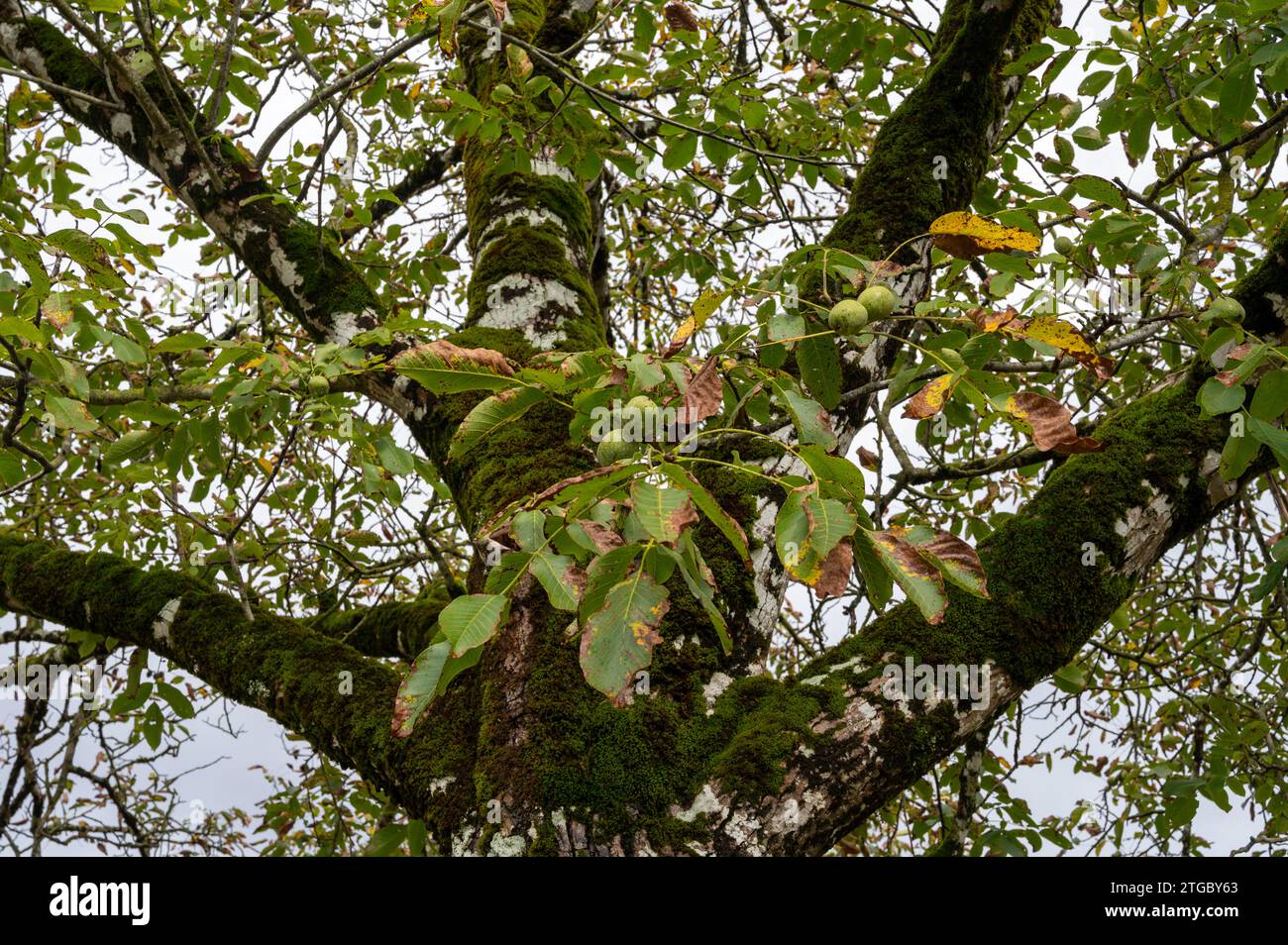 Walnuts pdo perigord hi-res stock photography and images - Alamy