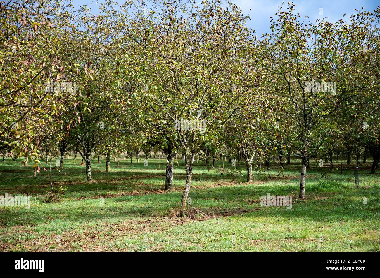 Plantation of high-quality PDO certified walnuts trees in Perigord ...