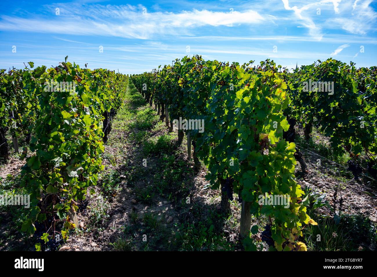 Pomerol view hi-res stock photography and images - Alamy