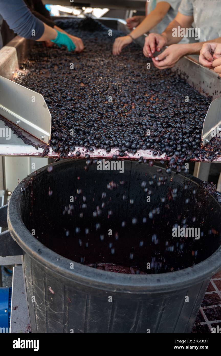 Sorting belt, harvest works in Saint-Emilion wine making region on ...