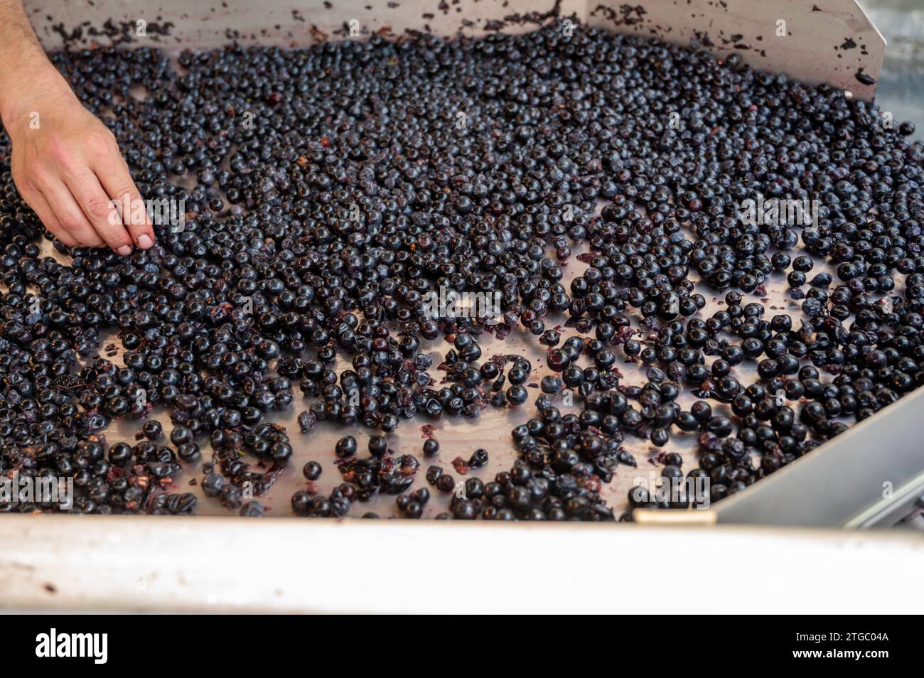 Sorting belt, harvest works in Saint-Emilion wine making region on ...