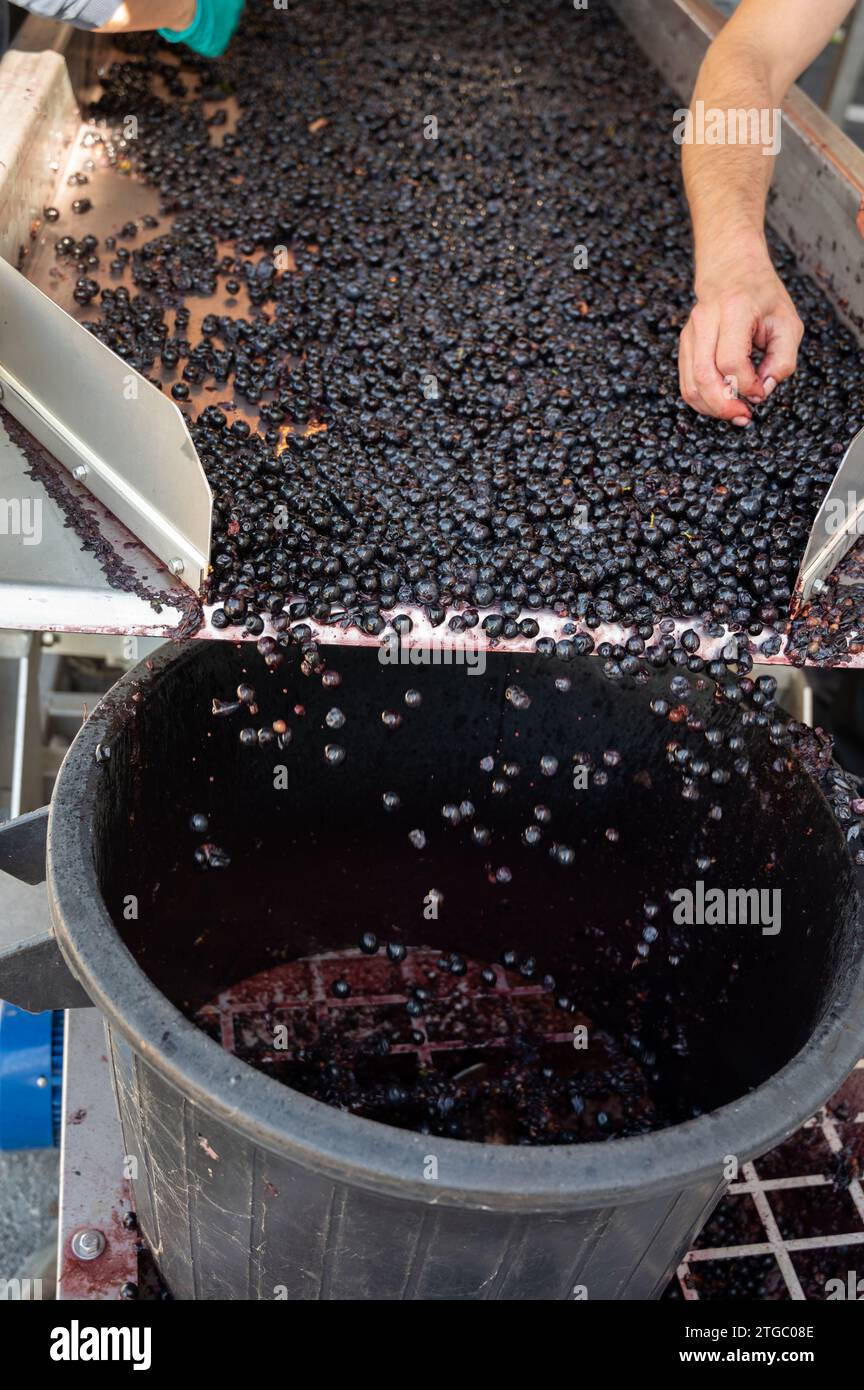 Sorting belt, harvest works in Saint-Emilion wine making region on ...