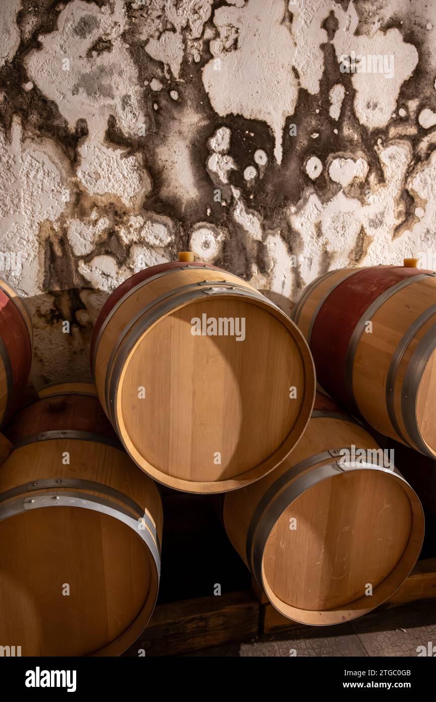 French oak wooden barrels for aging red wine in underground cellar ...