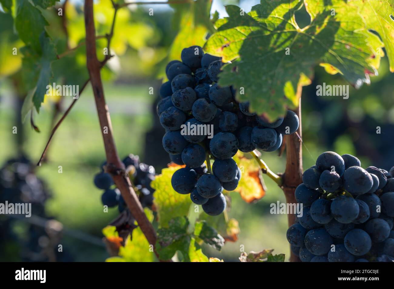 Bunches of ripe red grapes, vineyards near St. Emilion town, production ...