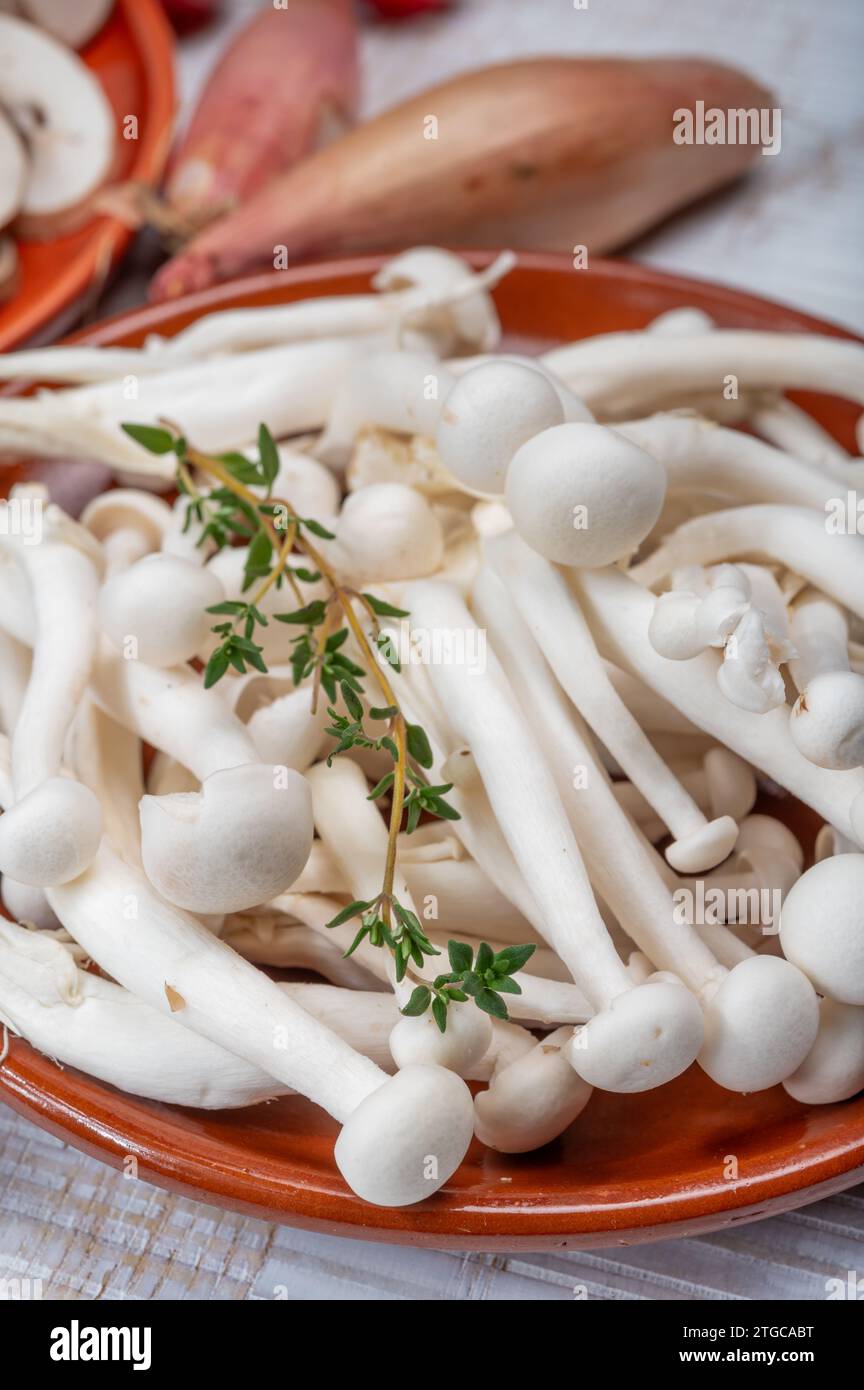 White shimeji edible mushrooms native to East Asia, buna-shimeji is ...
