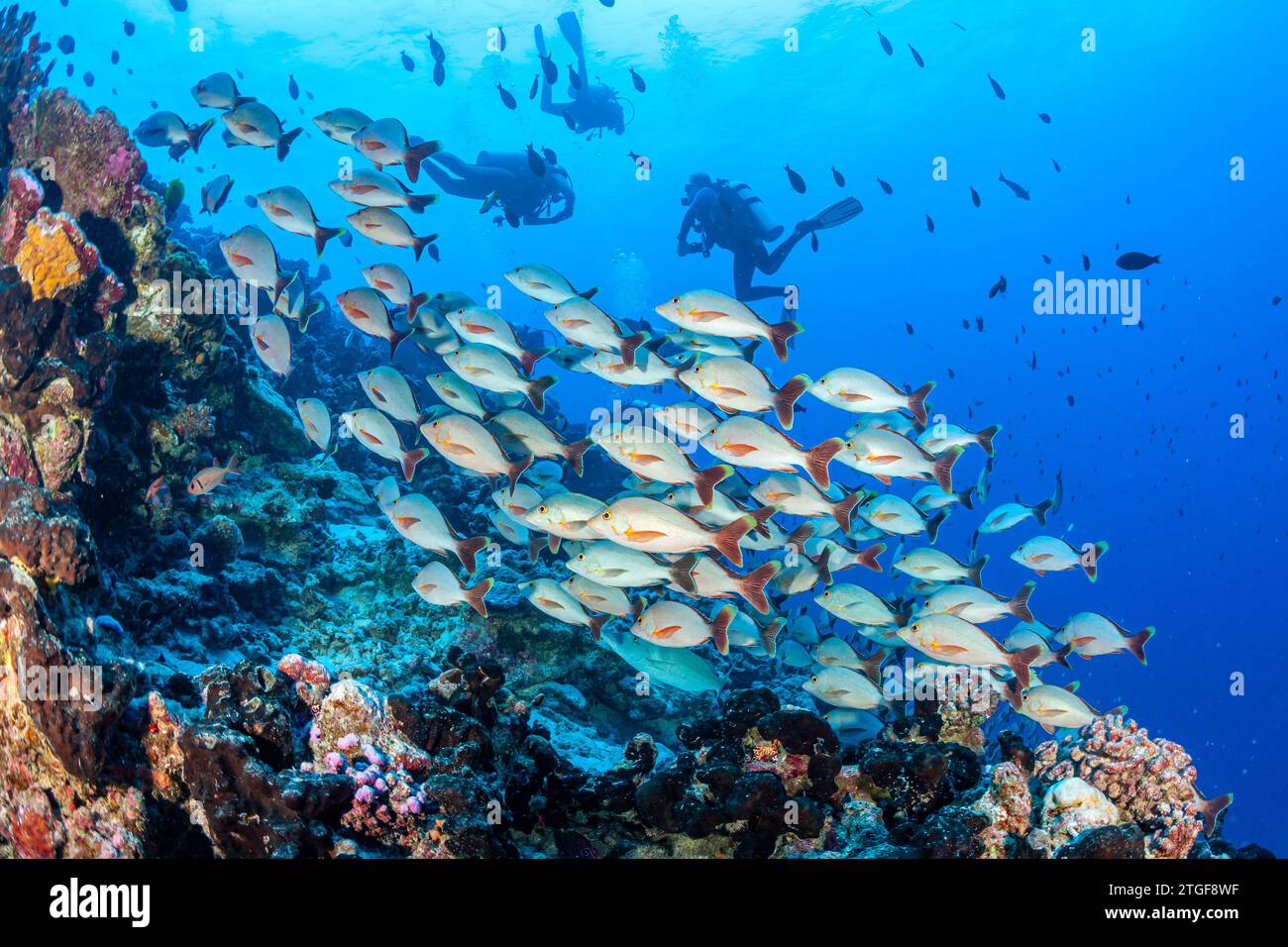 French Polynesia, Rangiroa, School of Humpback Red Snapper (Lutjanus ...