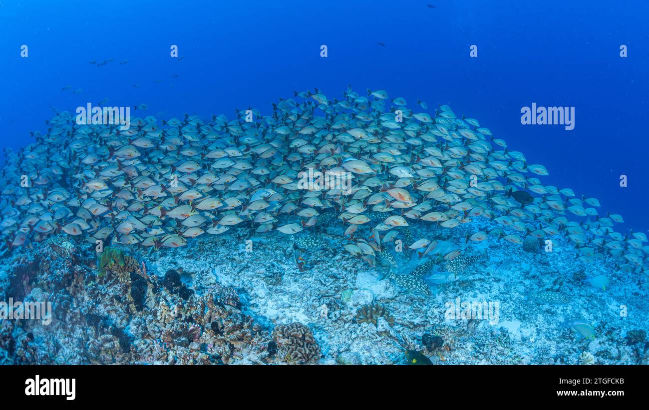 French Polynesia, Rangiroa, School of Humpback Red Snapper (Lutjanus ...