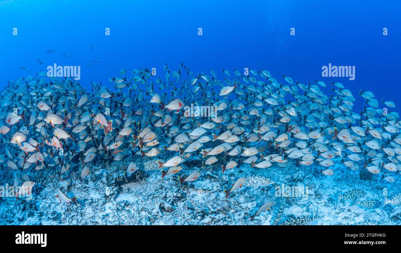 French Polynesia, Rangiroa, School of Humpback Red Snapper (Lutjanus ...