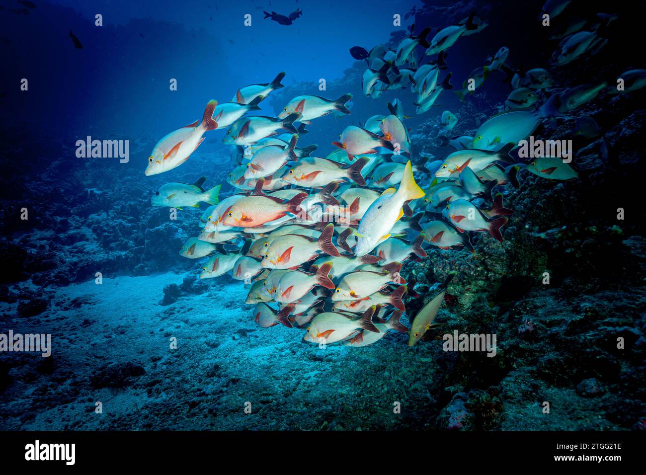 French Polynesia, Fakarava North, School of Humpback Red Snapper ...