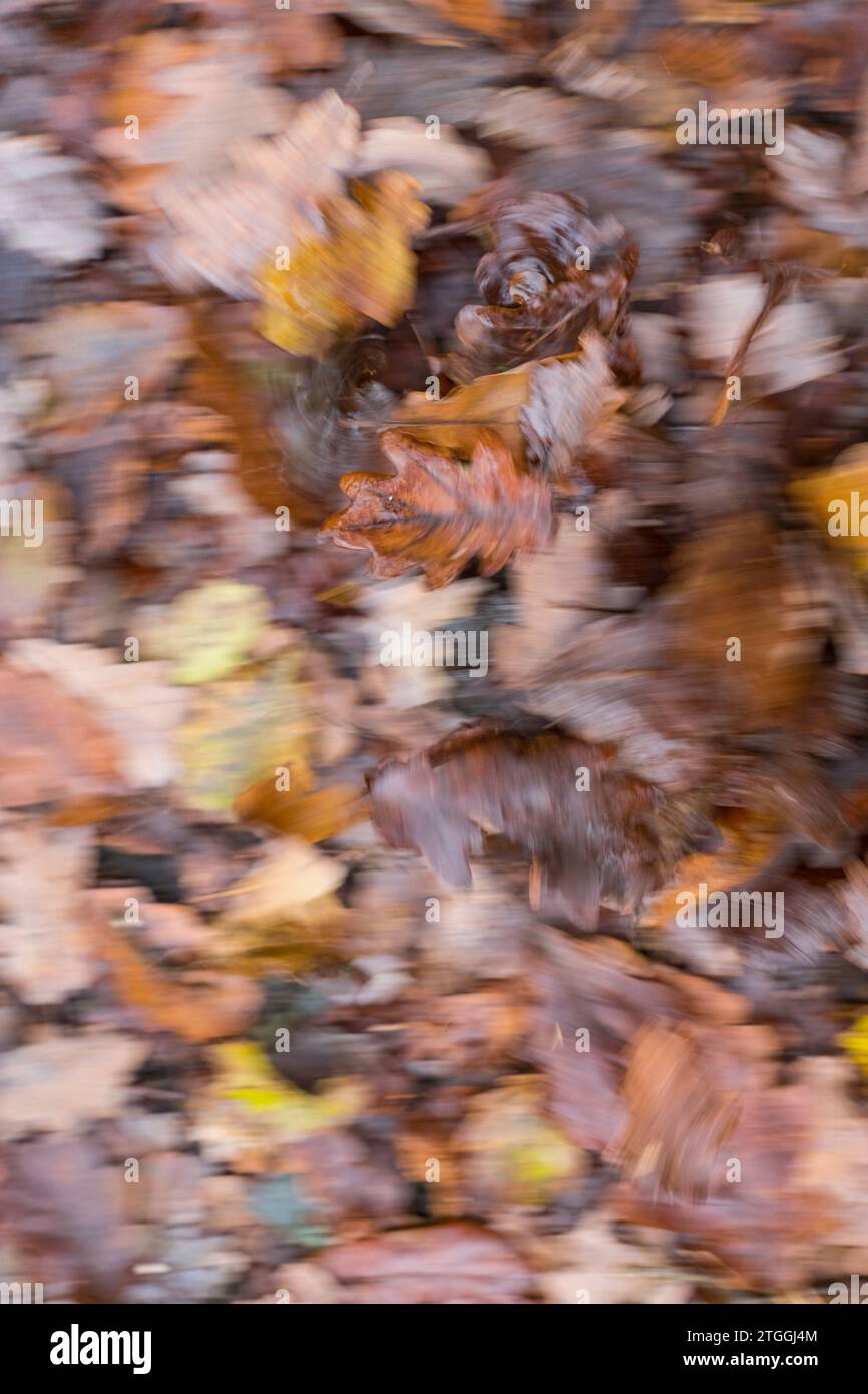 English oak leaves in their autumn colour with movement Stock Photo - Alamy